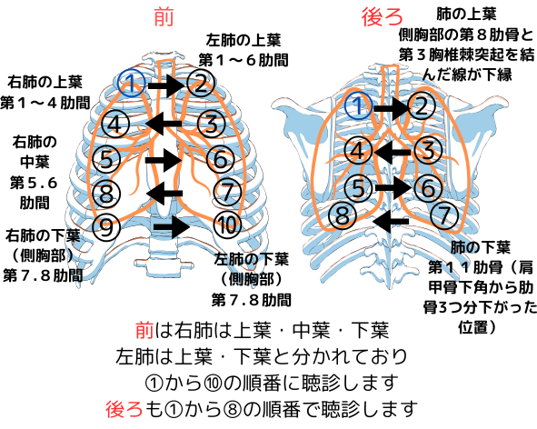 ナース指導者が教える実習でも使用する聴診のコツ 呼吸音と心音について | ナース⭐️指導者 あこログ